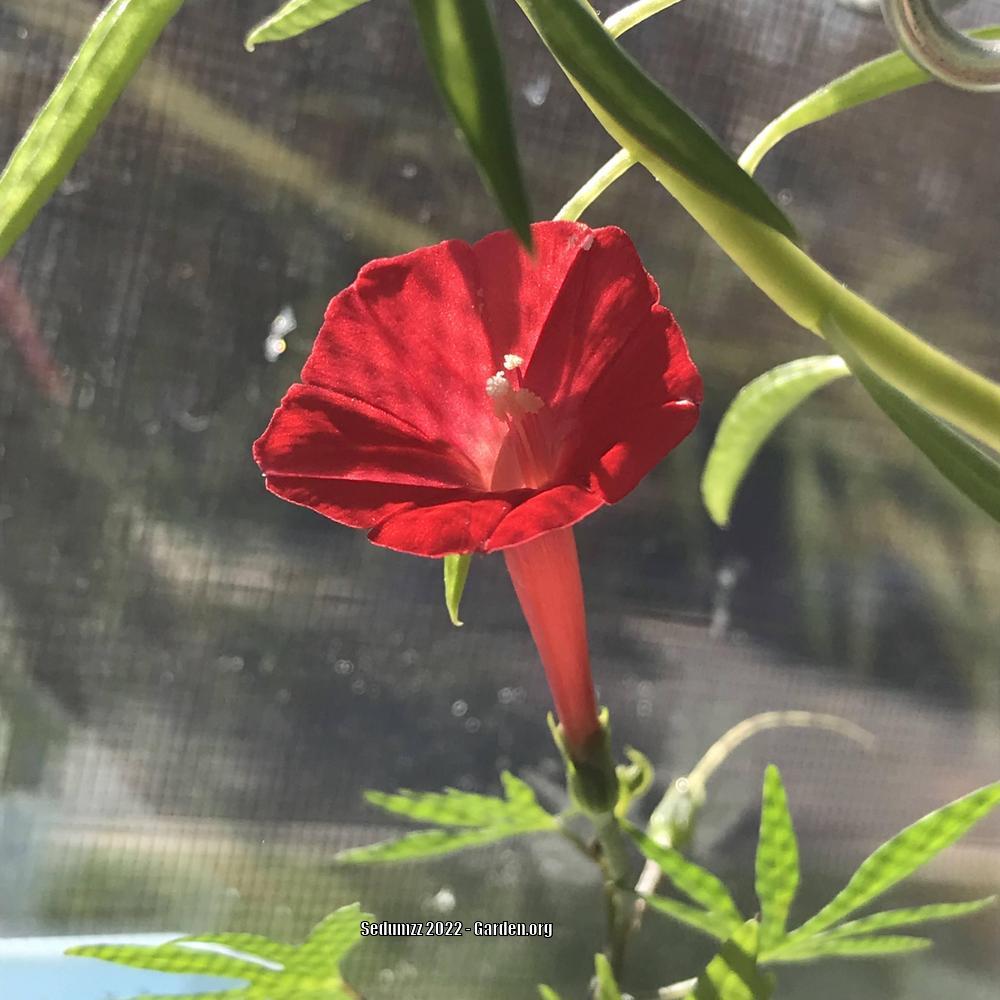 Photo of the bloom of Cardinal Climber (Ipomoea x multifida) posted by ...