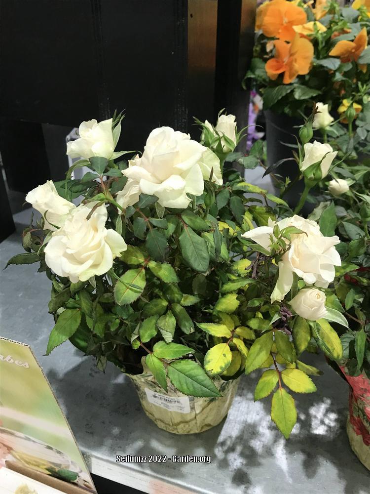 Rose (Rosa 'Cinderella') in the Roses Database - Garden.org