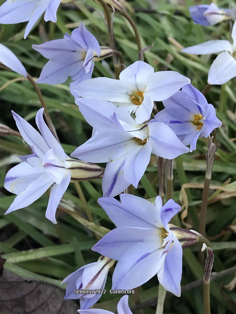 Spring Starflower (Ipheion uniflorum 'Wisley Blue') - Garden.org