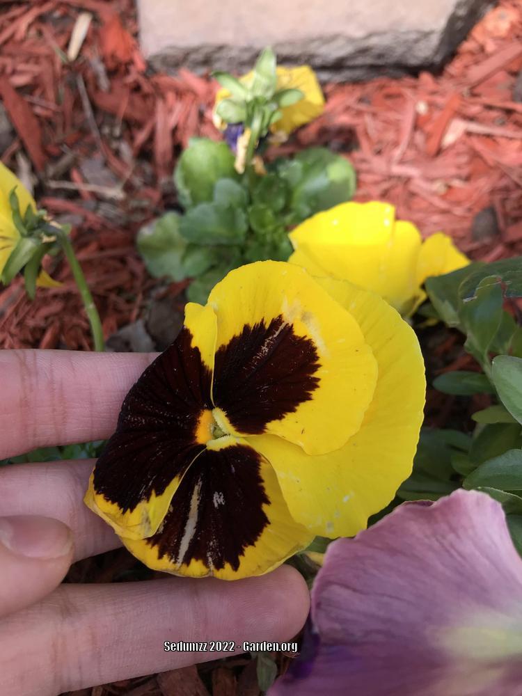 Pansy (Viola x wittrockiana 'Spring Matrix Golden Yellow Blotch') in ...