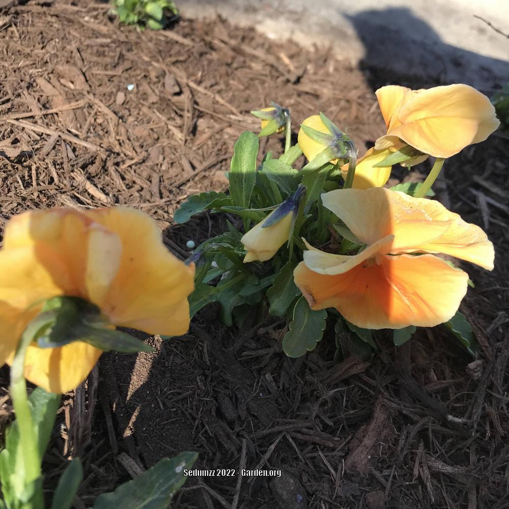 Photo of the entire plant of Pansy (Viola x wittrockiana 'Spring Matrix ...