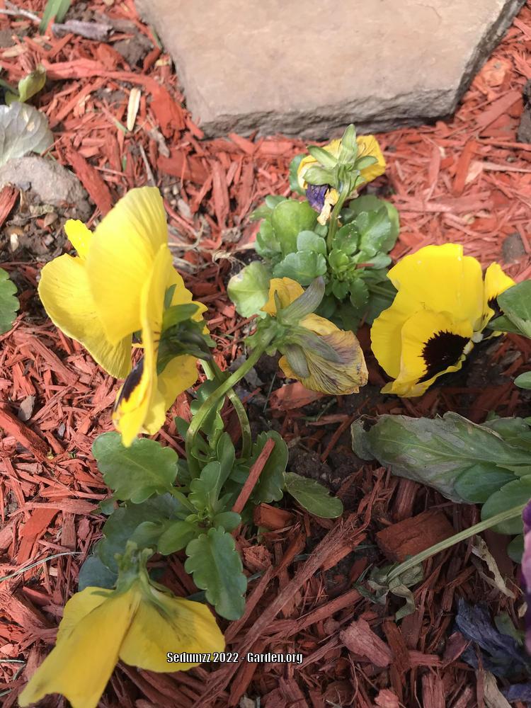 Photo of the entire plant of Pansy (Viola x wittrockiana 'Spring Matrix ...