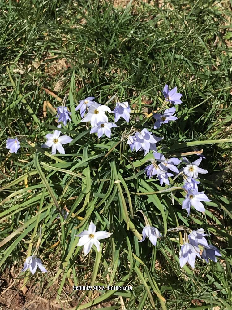 Photo of the entire plant of Spring Starflower (Ipheion uniflorum ...