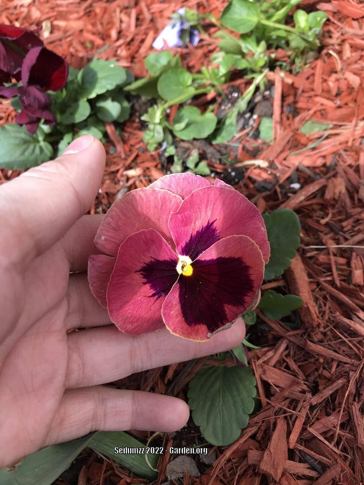 Photo of the bloom of Pansy (Viola x wittrockiana Spring Matrix™ Rose ...