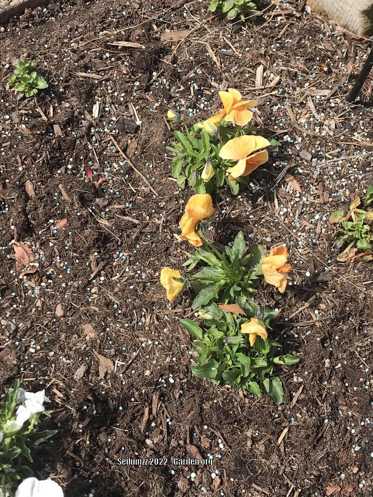 Photo of the entire plant of Pansy (Viola x wittrockiana 'Spring Matrix ...