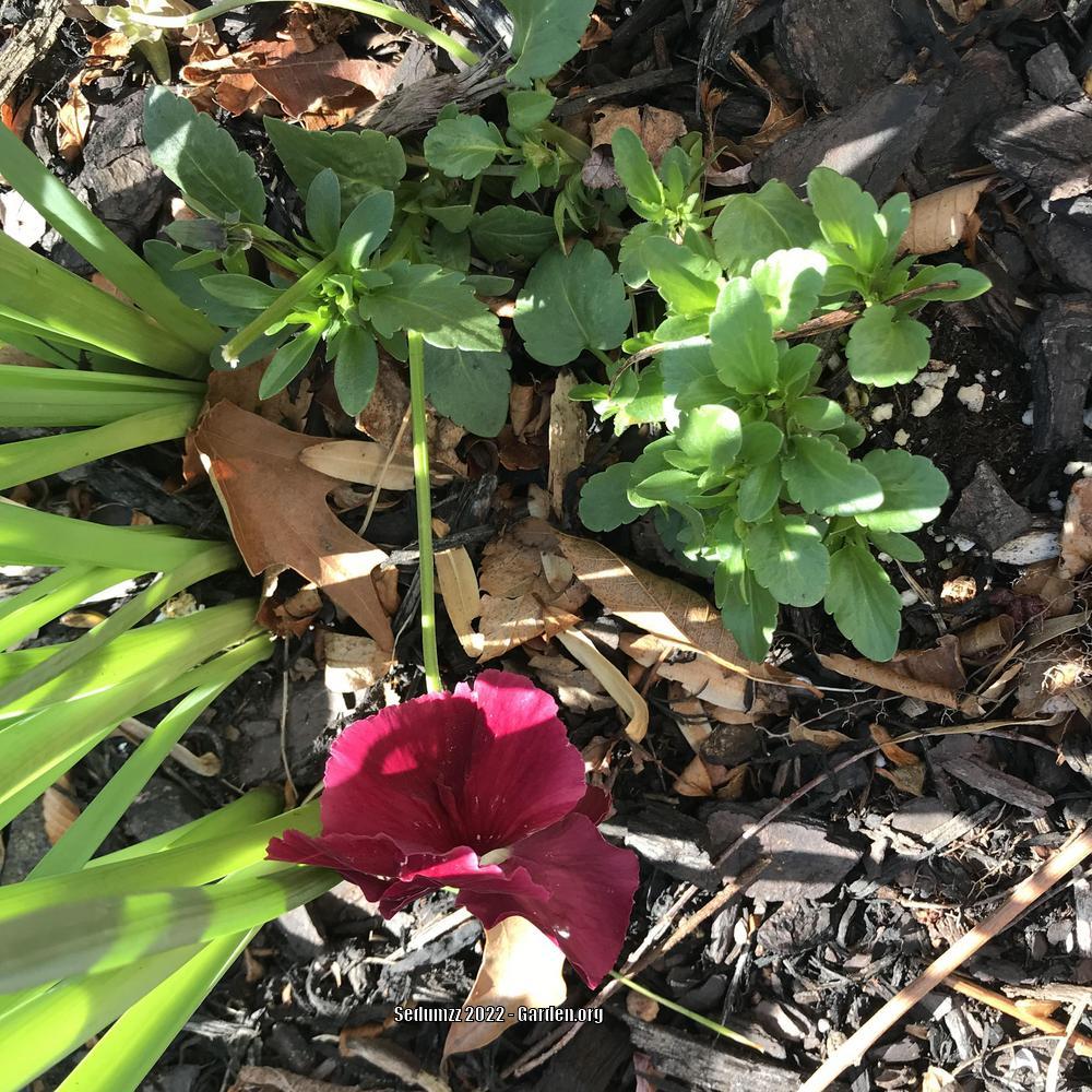 Photo of the entire plant of Pansy (Viola x wittrockiana Delta™ Monet ...