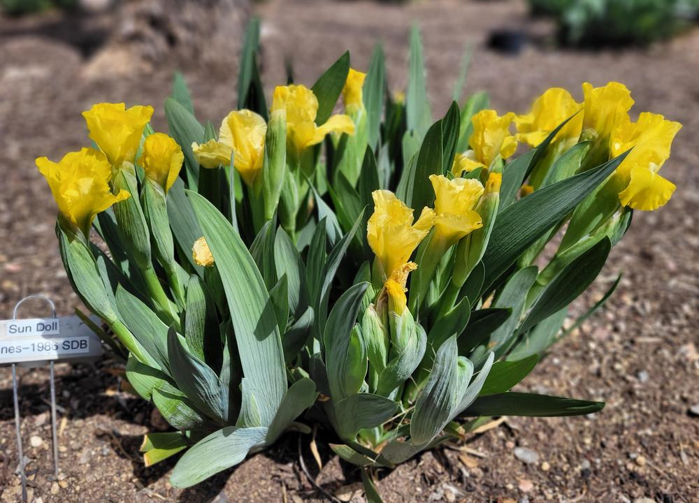 Photo of the entire plant of Standard Dwarf Bearded Iris (Iris 'Sun ...