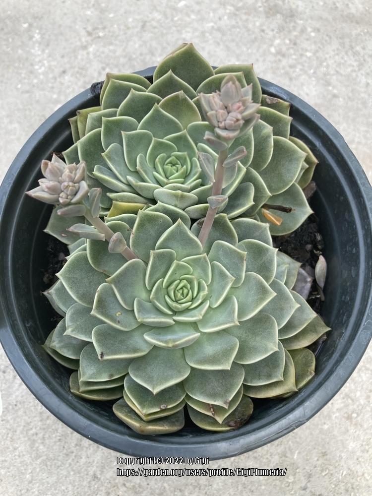 Graptoveria (XGraptoveria 'Tasha') - Garden.org
