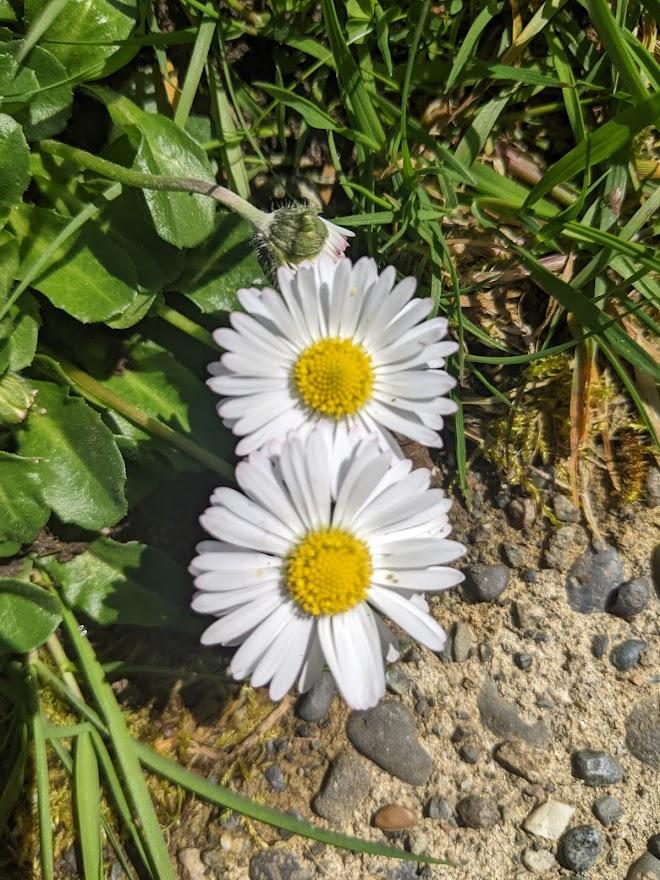 Annual Daisy (Bellis annua) - Garden.org