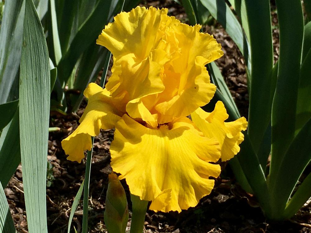 Photo of the bloom of Tall Bearded Iris (Iris 'Pure as Gold') posted by ...