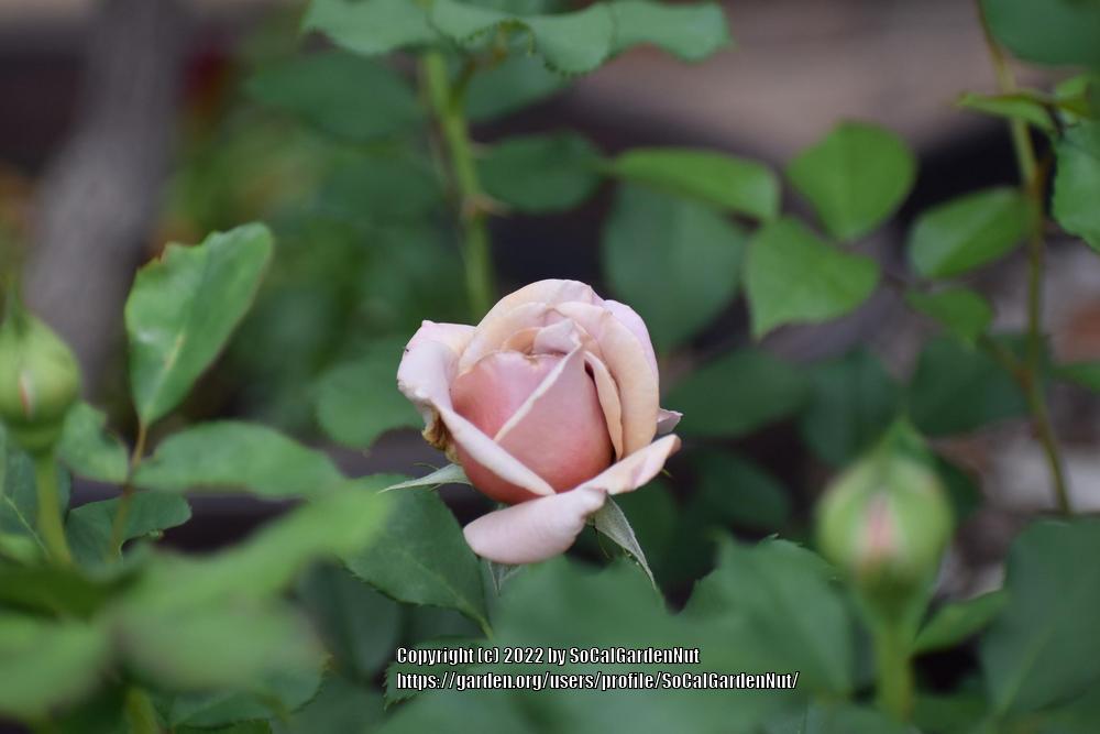 Photo of the emerging growth of Rose (Rosa 'Koko Loko') posted by ...