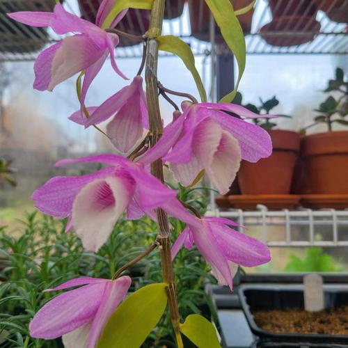 Orchid (Dendrobium Adastra) - Garden.org