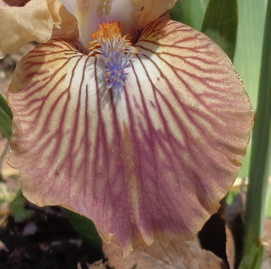 Photo of the bloom of Iris 'Alberta Peach' posted by lovemyhouse ...