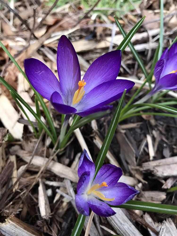 Photo of the bloom of Snow Crocus (Crocus tommasinianus 'Ruby Giant ...