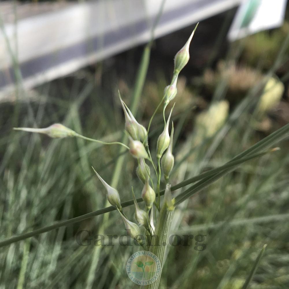 Photo of the closeup of buds, sepals and receptacles of Indian ...