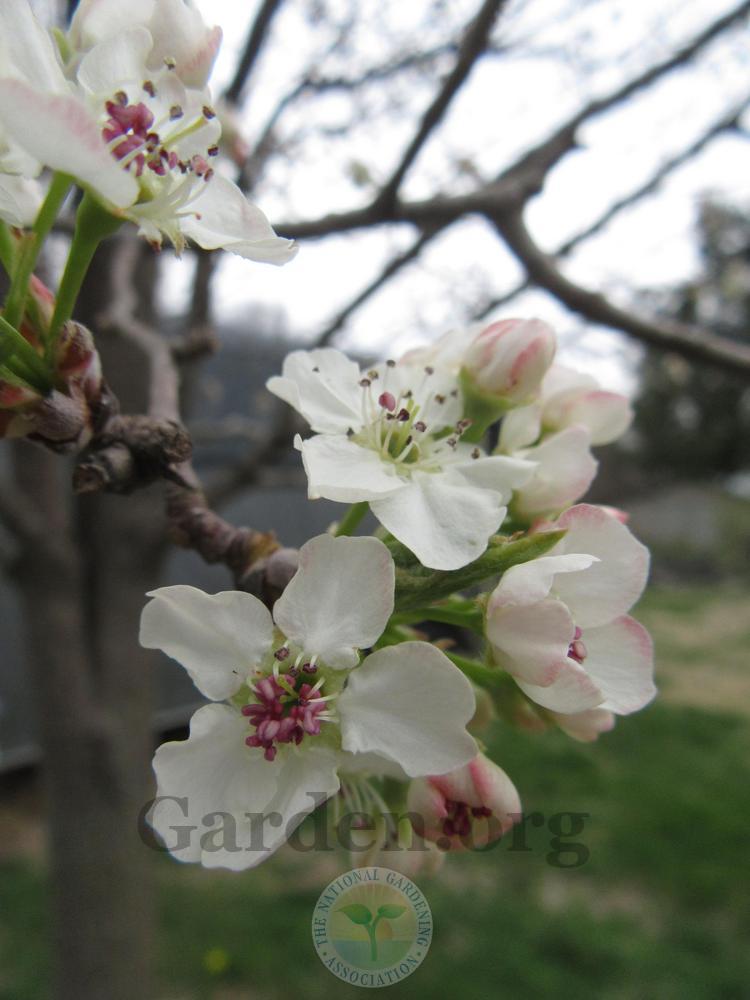 Callery Pear (Pyrus calleryana Chanticleer®) in the Pears Database ...