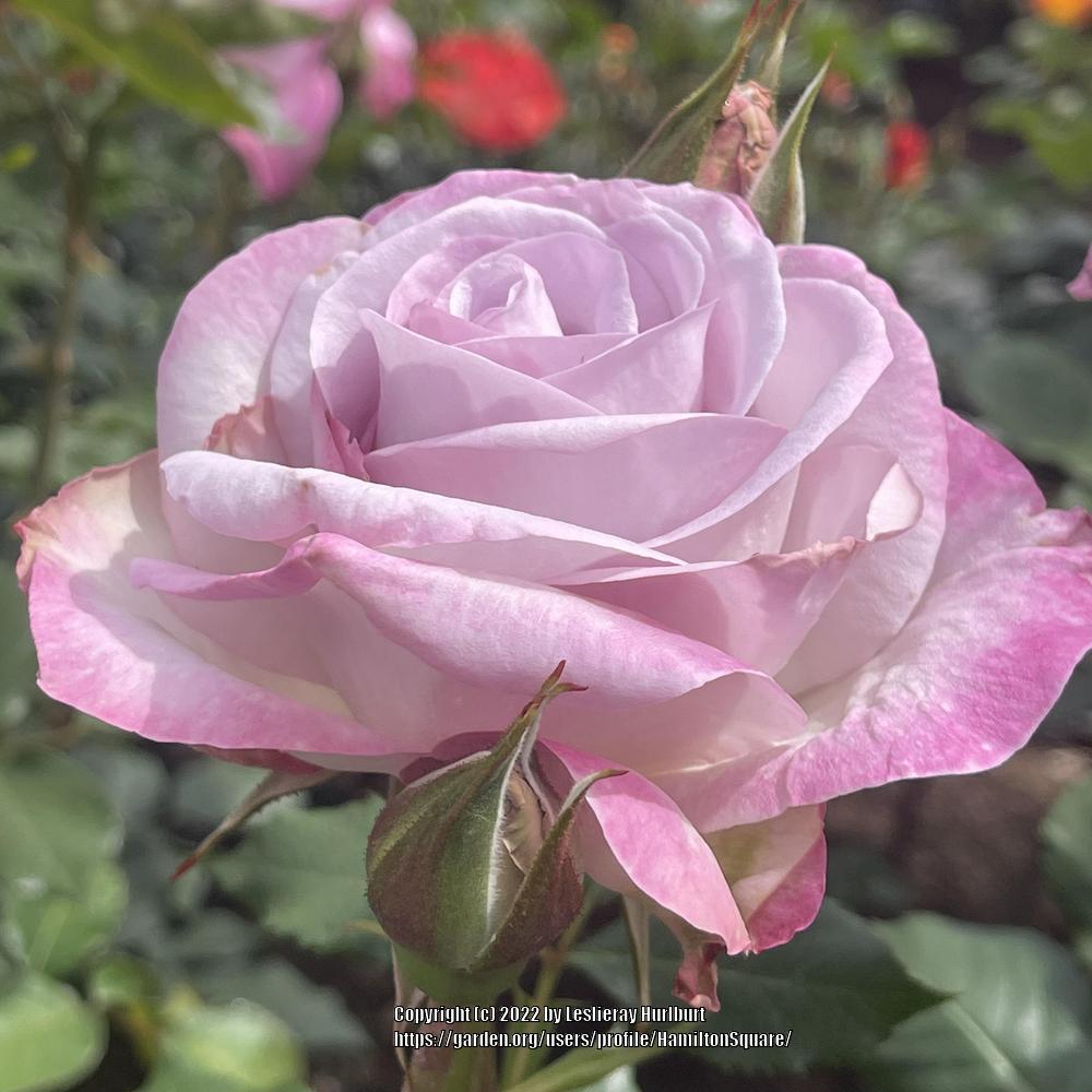Photo of the bloom of Rose (Rosa 'Nicole Carol Miller') posted by ...
