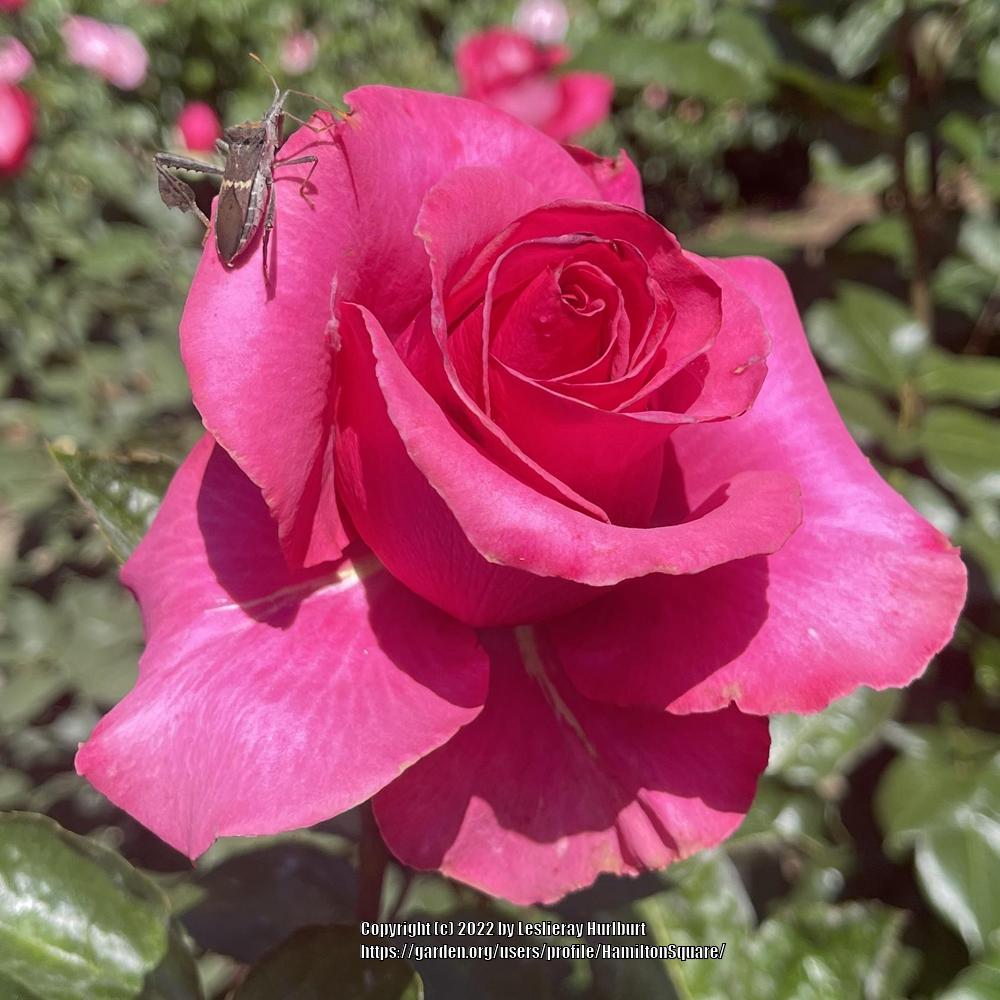 Photo of the bloom of Rose (Rosa 'Hot Princess') posted by ...