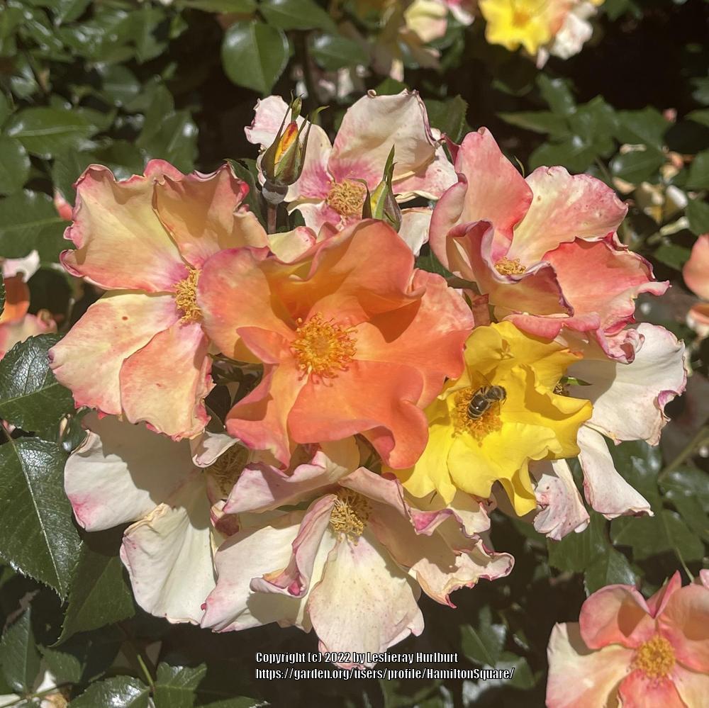 Photo of the bloom of Rose (Rosa 'Flutterbye') posted by HamiltonSquare ...