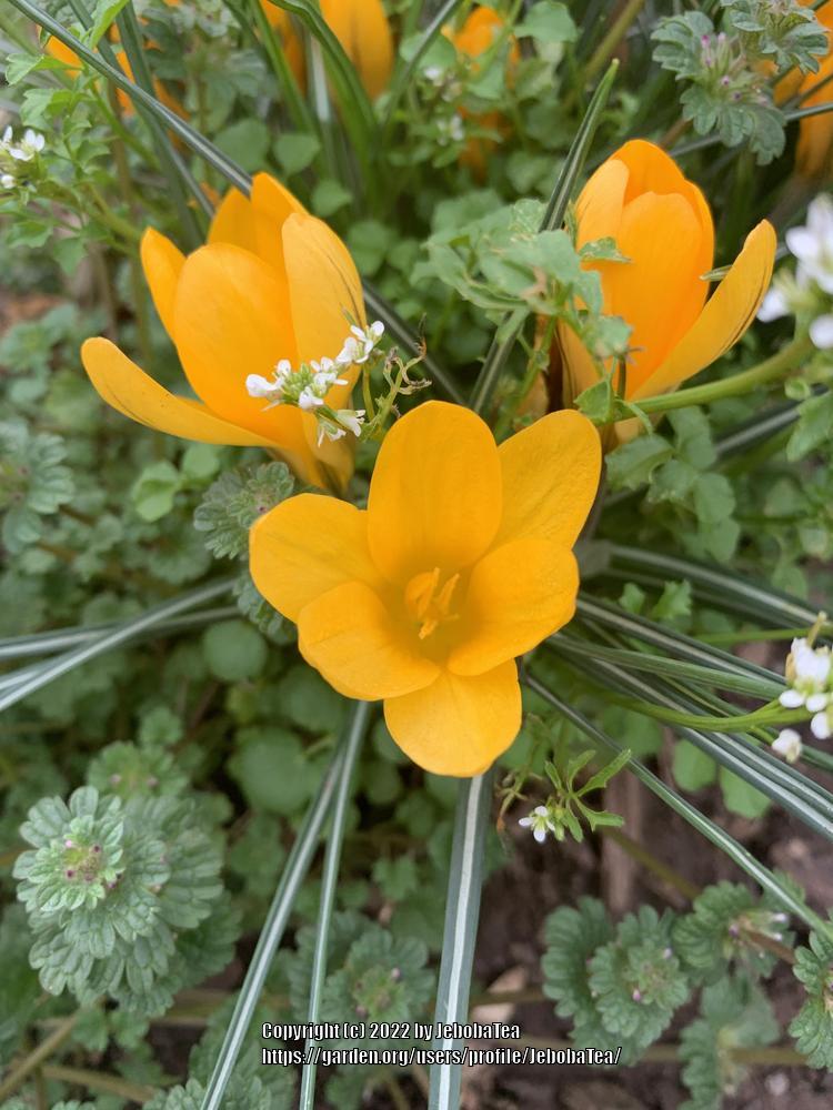 Photo of the bloom of Dutch Crocus (Crocus 'Yellow Mammoth') posted by ...