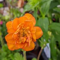 Photo of the bloom of Geum 'Fire Storm' posted by Joy - Garden.org