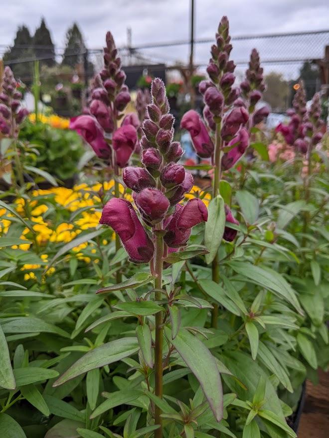 Photo of the closeup of buds, sepals and receptacles of Snapdragon ...
