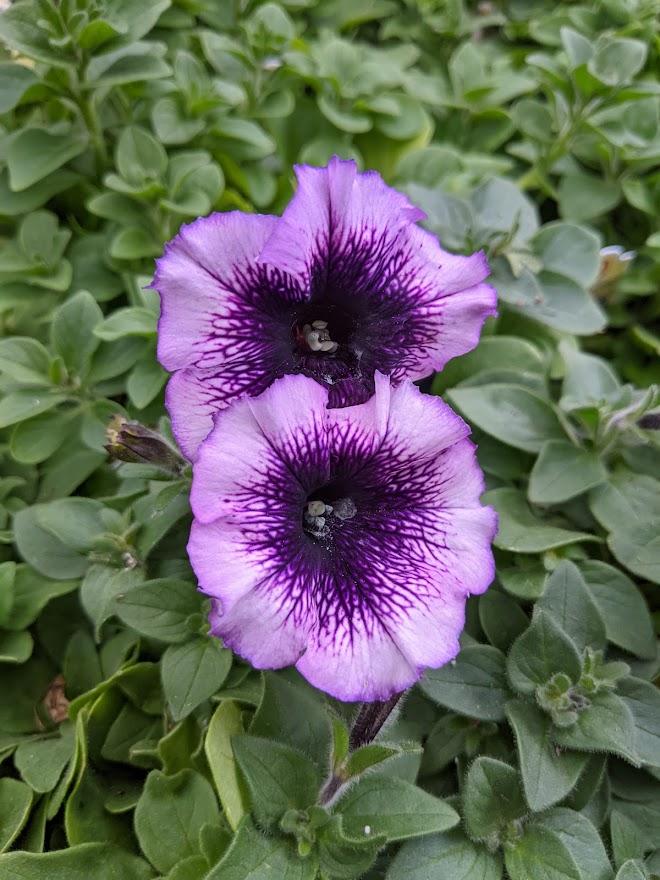 Floribunda Petunia (Petunia Madness® Plum Crazy) in the Petunias ...
