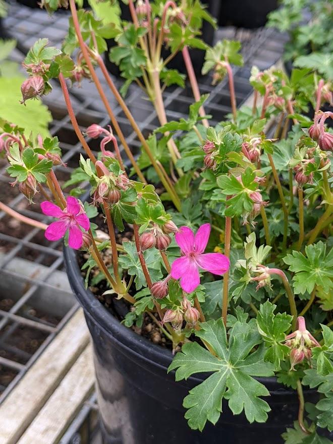 Photo of the entire plant of Cranesbill (Geranium x cantabrigiense ...