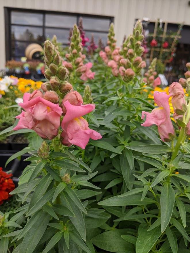 Photo of the entire plant of Snapdragon (Antirrhinum majus Snaptastic ...