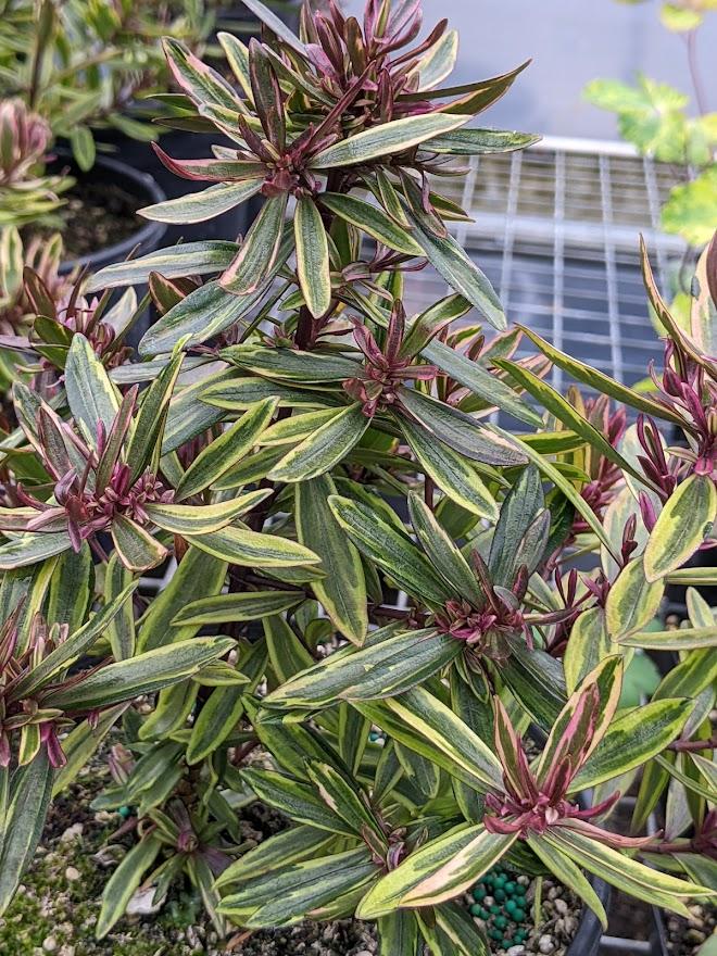 Hebe (Veronica 'Purple Shamrock') in the Veronicas Database - Garden.org