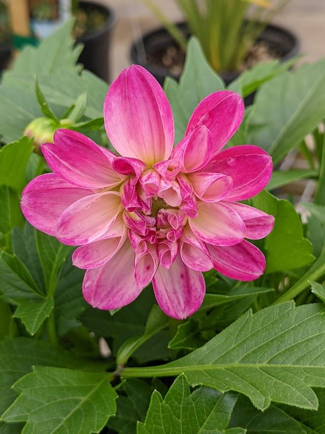 Photo of the bloom of Dahlia Dalaya® Pink+White posted by Joy - Garden.org