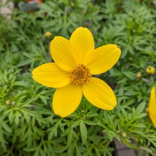 Arizona Beggarticks (Bidens aurea Namid™ Compact Yellow) - Garden.org