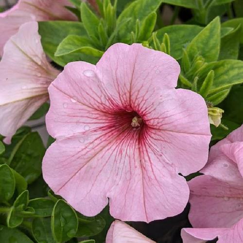 Petunia DuraBloom™ Soft Pink in the Petunias Database - Garden.org