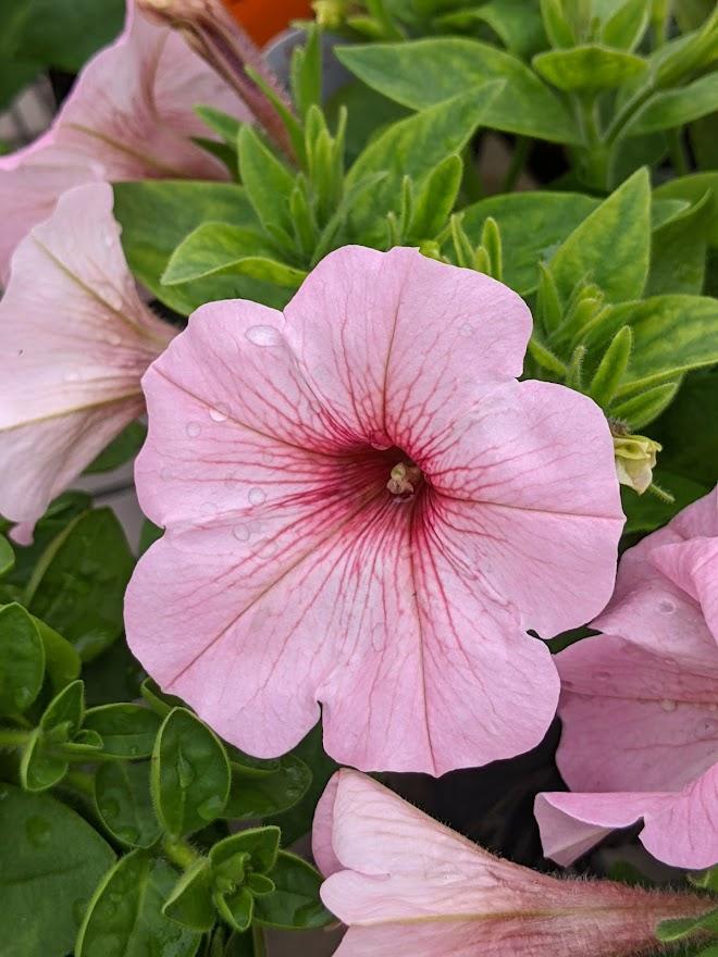 Photo of the bloom of Petunia DuraBloom™ Soft Pink posted by Joy ...