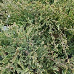 Creeping Juniper (Juniperus horizontalis 'Youngstown') - Garden.org