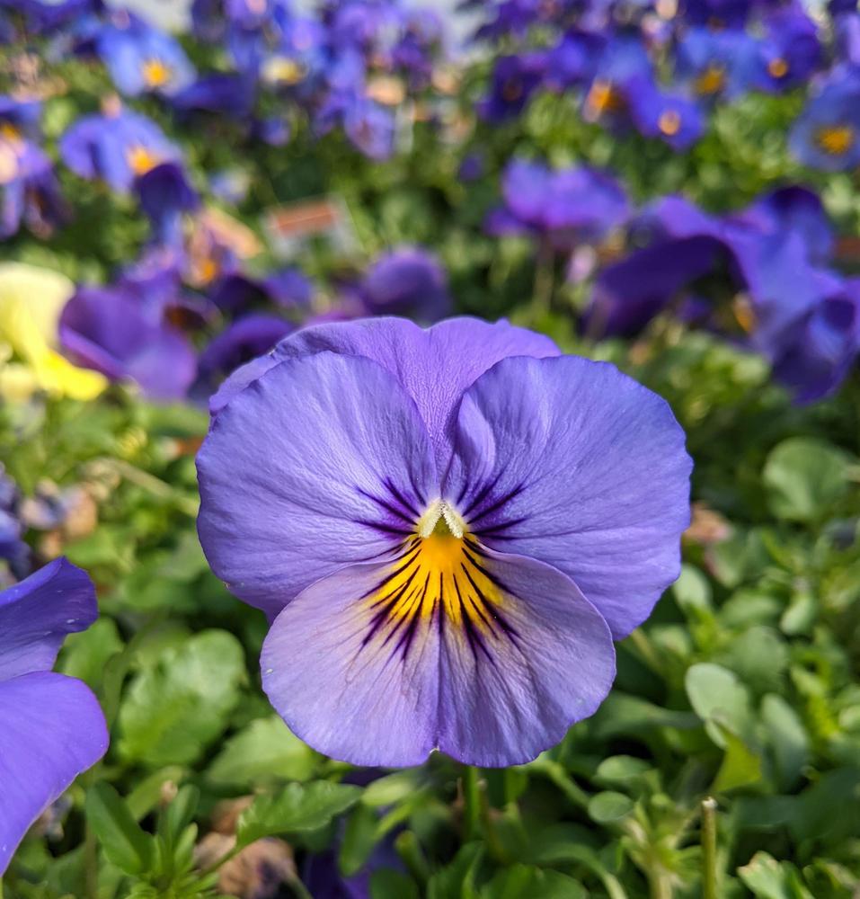 Photo of the bloom of Pansy (Viola x wittrockiana Cool Wave® Blue Skies ...
