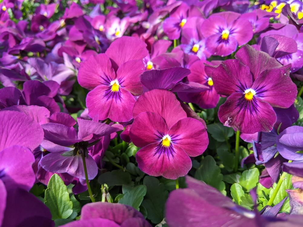 Viola x wittrockiana 'ColorMax Purple Glow' in the Violas Database ...
