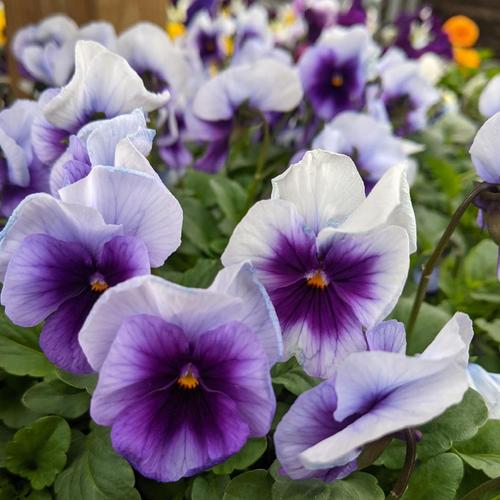 Violet (Viola cornuta Sorbet® XP Beaconsfield) in the Violas Database ...