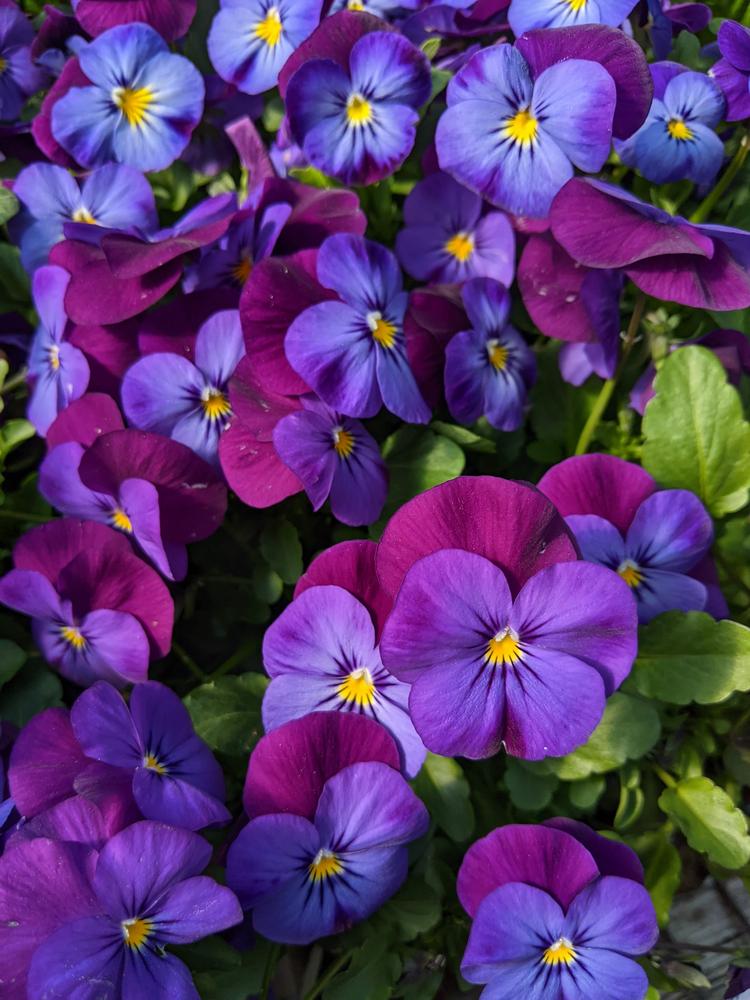 Horned Violet (Viola cornuta Quicktime™ Blue Purple Jump Up) in the ...