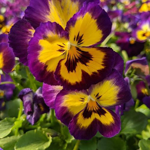 Viola (Viola x wittrockiana 'ColorMax Berry Pie') in the Violas ...