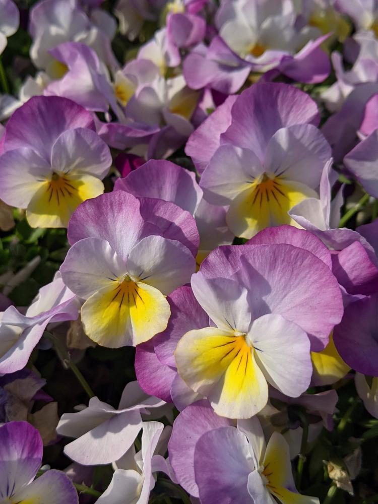 Horned Violet (Viola cornuta Deltini™ Rose Pink) in the Violas Database ...