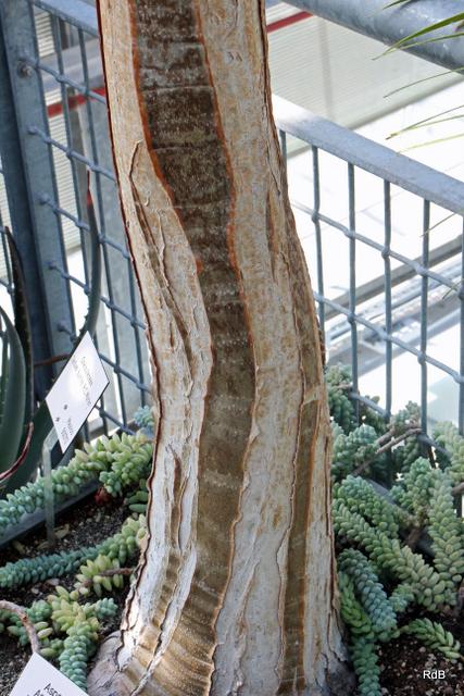 Photo of the stem, scape, stalk or bark of Giant Tree Aloe (Aloidendron ...