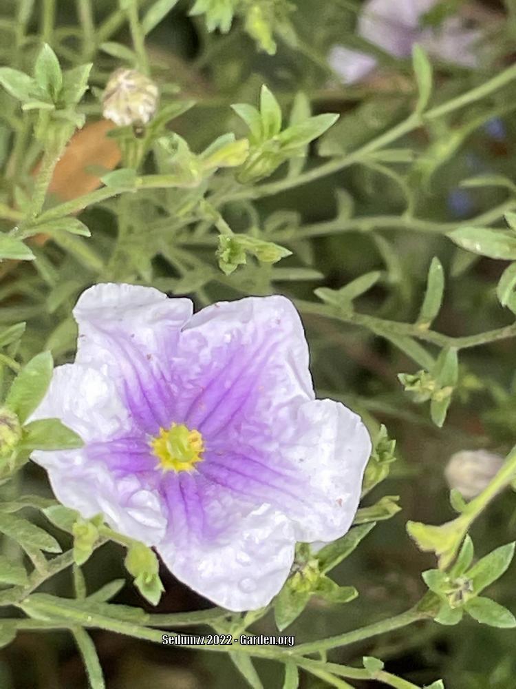 Photo of the bloom of Nierembergia (Nierembergia gracilis 'Starry Eyes ...