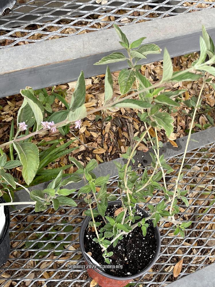 Photo of the entire plant of Bushy Matgrass (Lippia alba) posted by ...