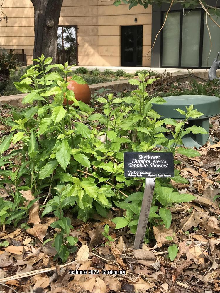 Photo of the entire plant of Golden Dew Drop (Duranta erecta 'Sapphire ...