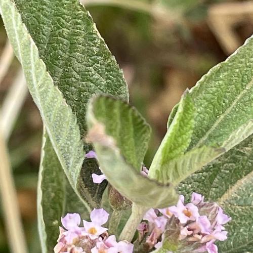 Bushy Matgrass (Lippia alba) - Garden.org