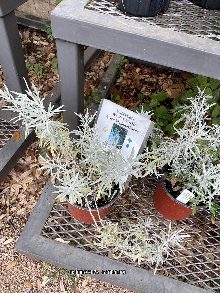 Photo of the entire plant of Prairie Sage (Artemisia ludoviciana ...