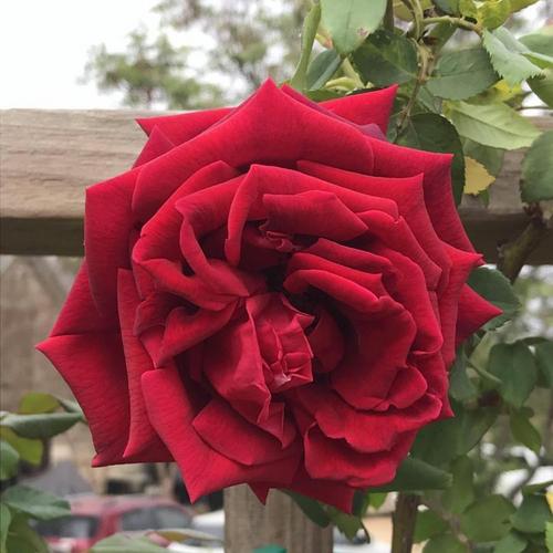 Rose (Rosa 'Crimson Glory, Cl.') in the Roses Database - Garden.org