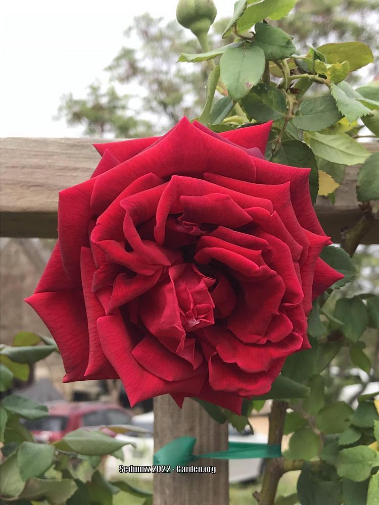 Rose (Rosa 'Crimson Glory, Cl.') in the Roses Database - Garden.org