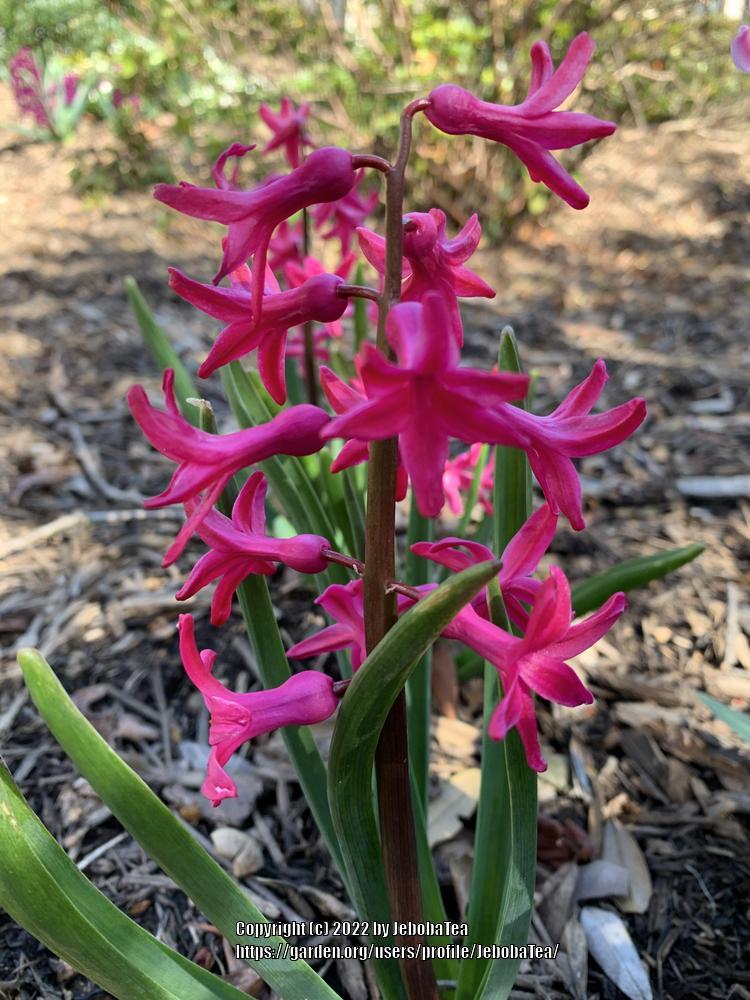Photo of the entire plant of Dutch Hyacinth (Hyacinthus orientalis 'Jan Bos') posted by ...